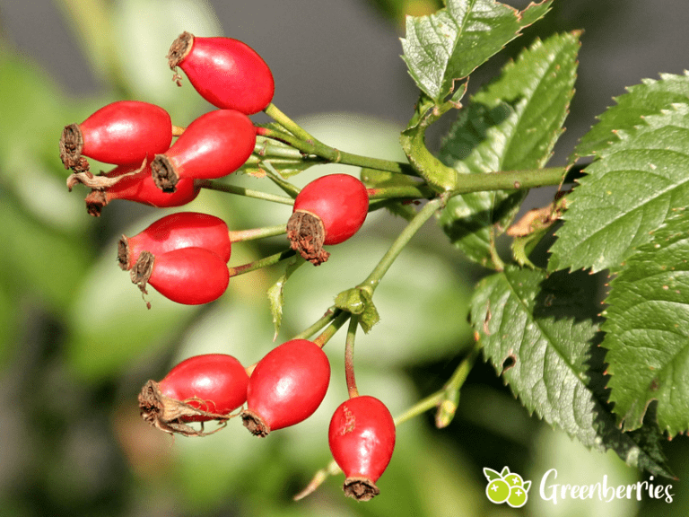 Hagebutte - Wirkung und Rezepte - Greenberries